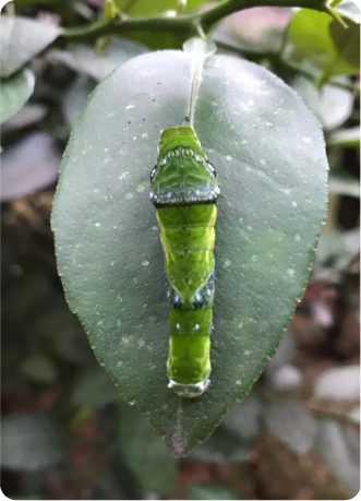 Current projects in the lab – Population and community ecology (Po Co ...